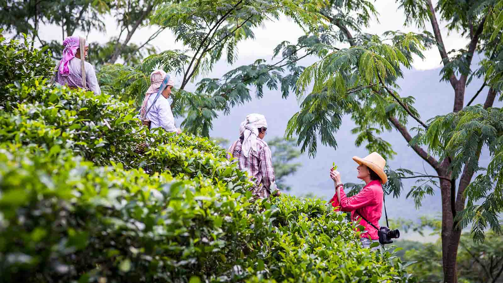 Indian Teas: Loose Leaf Indian Tea USA | Rare Tea Company