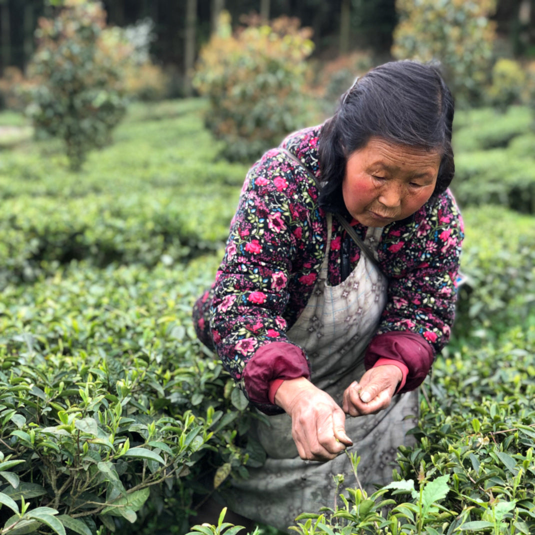 Chinese Whole Leaf Green Tea | Rare Tea Company