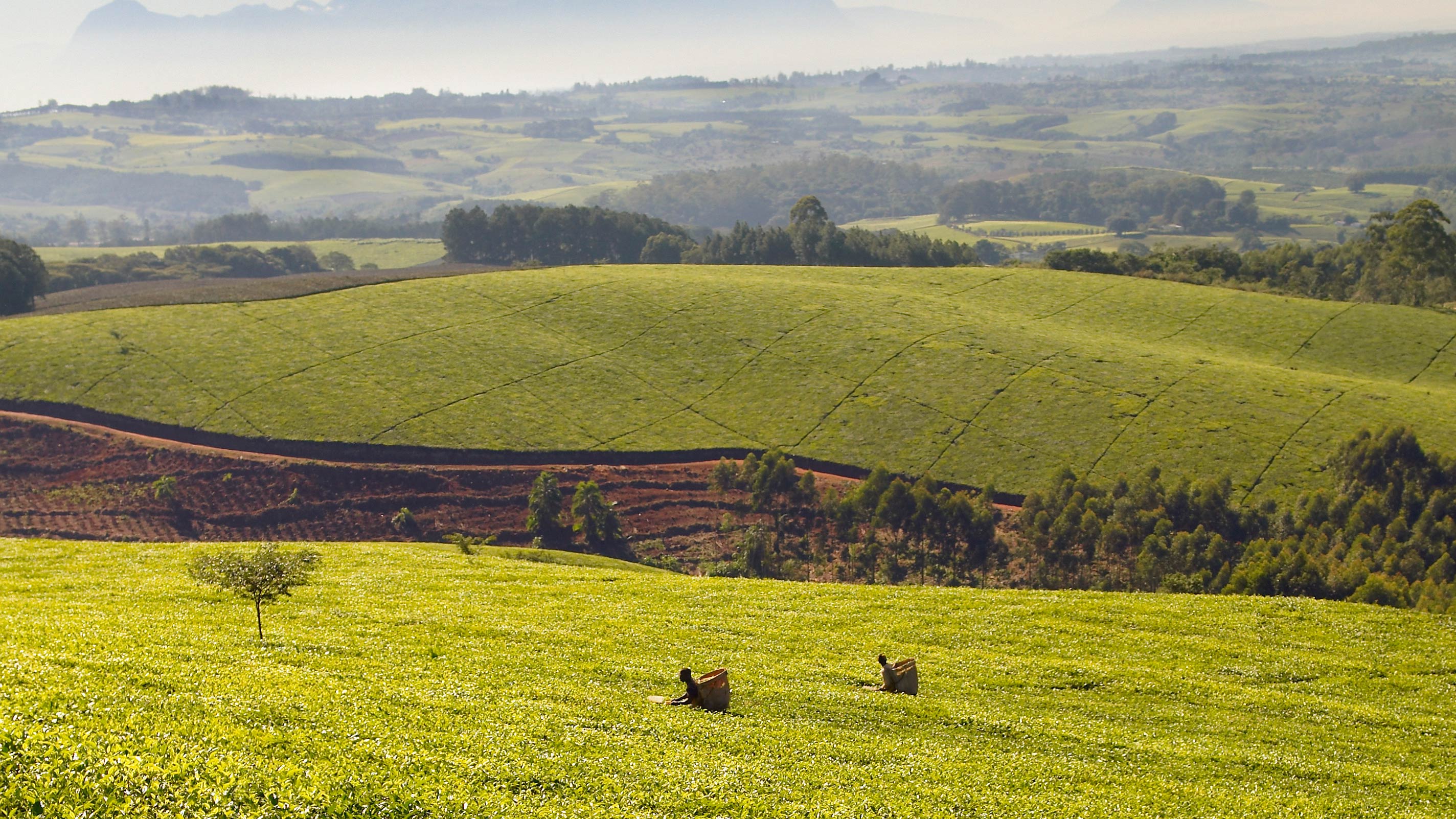 RAFA Tea for Heroes English Breakfast Loose Black Tea | Rare Tea Company