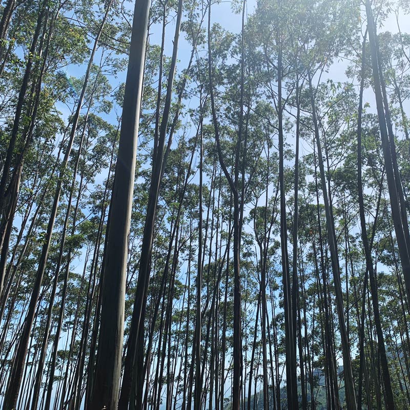 Farm Profile - the Amba Estate | rareteacompany.com