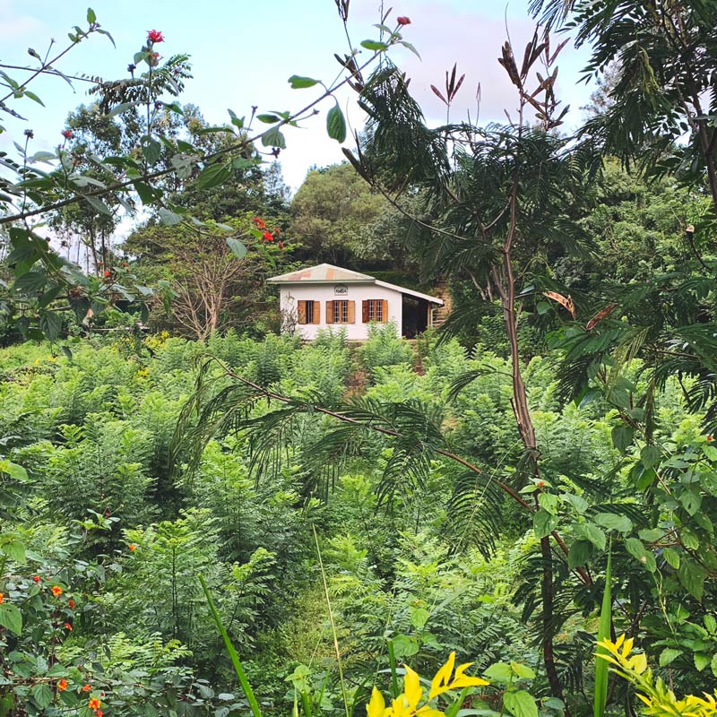 Farm Profile - the Amba Estate | rareteacompany.com