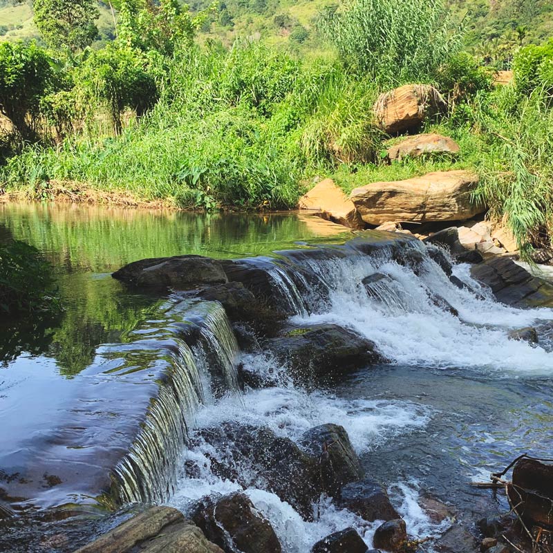 Farm Profile - the Amba Estate | rareteacompany.com