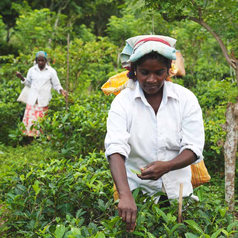 Farm Profile - the Amba Estate | Rare Tea Company