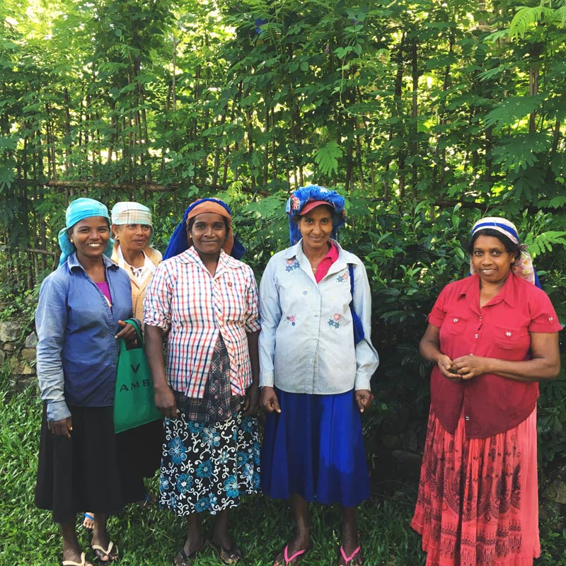 Farm Profile - the Amba Estate | rareteacompany.com