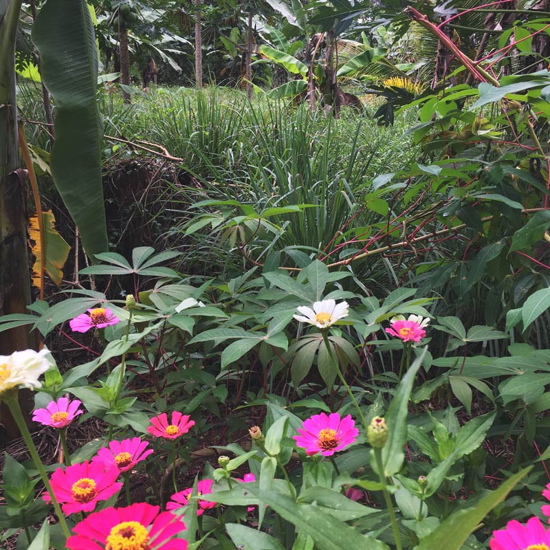 Farm Profile - the Amba Estate | rareteacompany.com