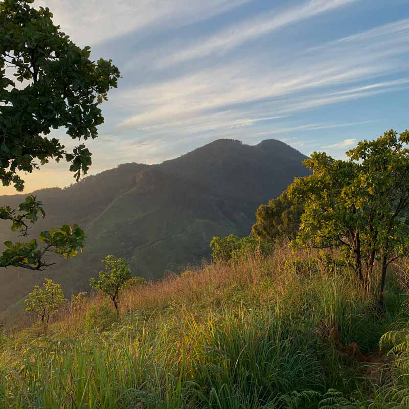 Farm Profile - the Amba Estate | rareteacompany.com