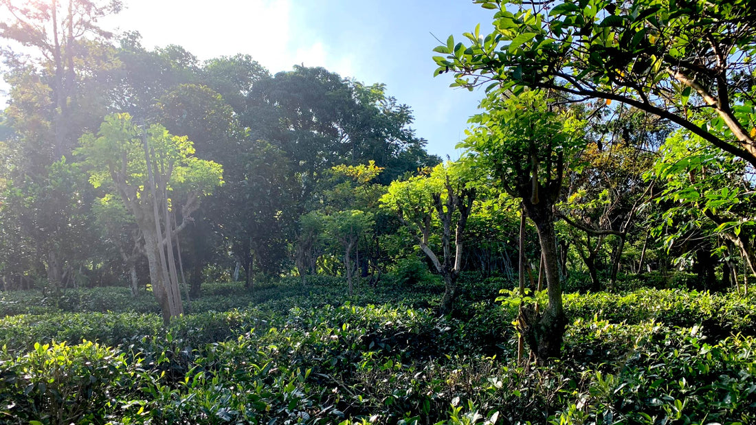 Farm Profile - the Amba Estate | Rare Tea Company