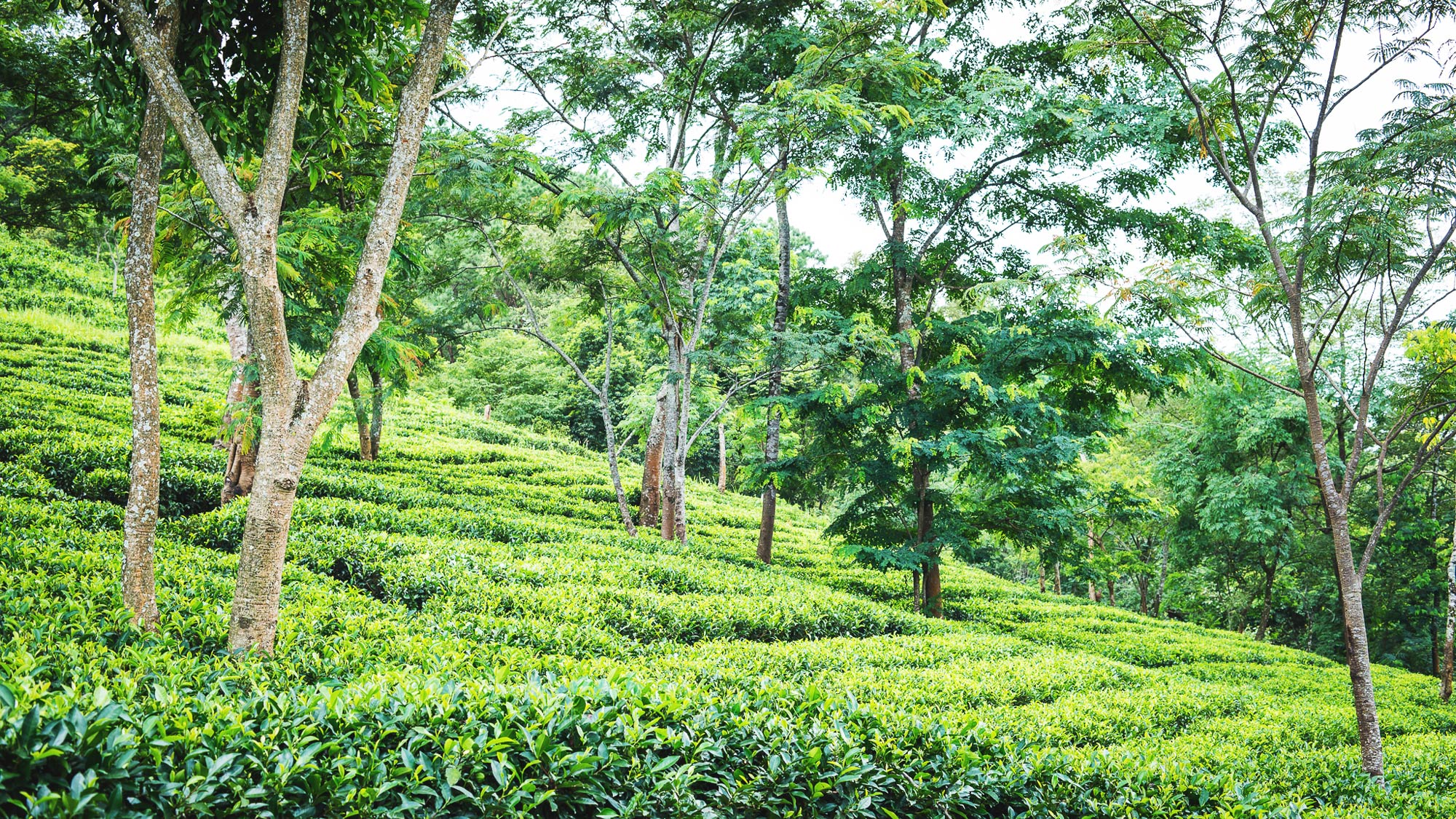 Broken Cloud Iced Tea Cold Infusions | Rare Tea Company