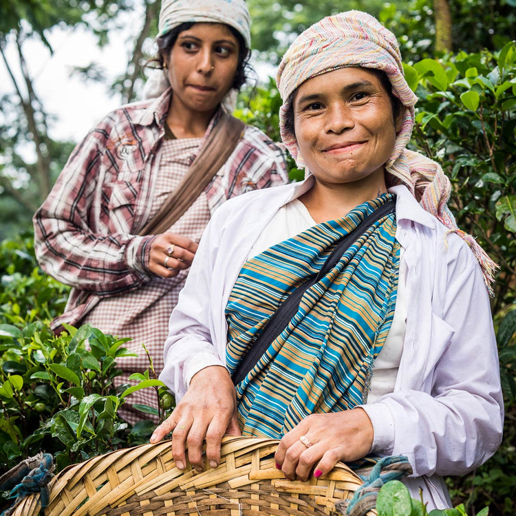 Broken Cloud Iced Tea Cold Infusions | Rare Tea Company