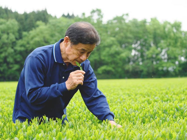Japanese Fukamushi Shincha Green Tea | Rare Tea Company