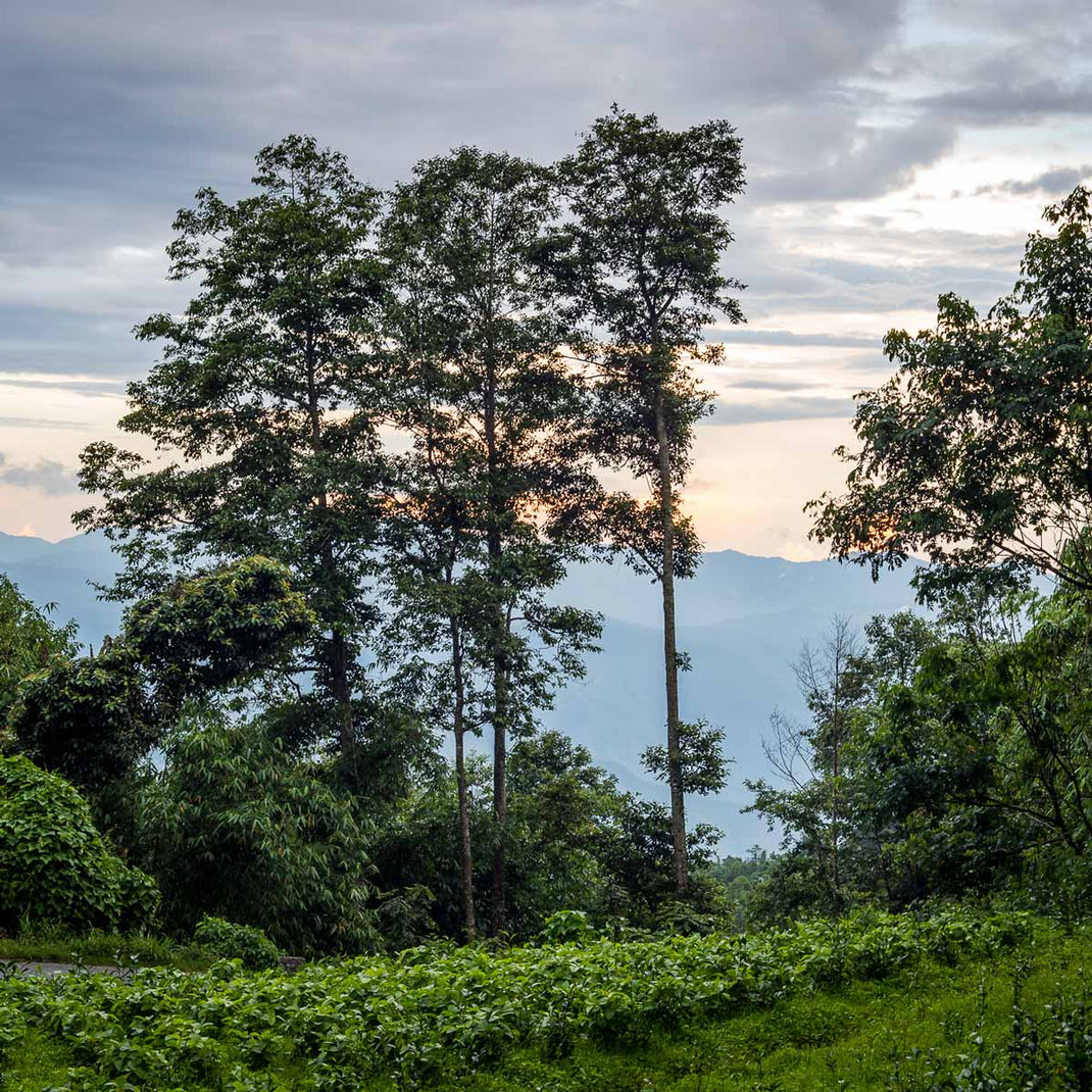 Farm Profile - the Jun Chiyabari Tea Garden | Rare Tea Company