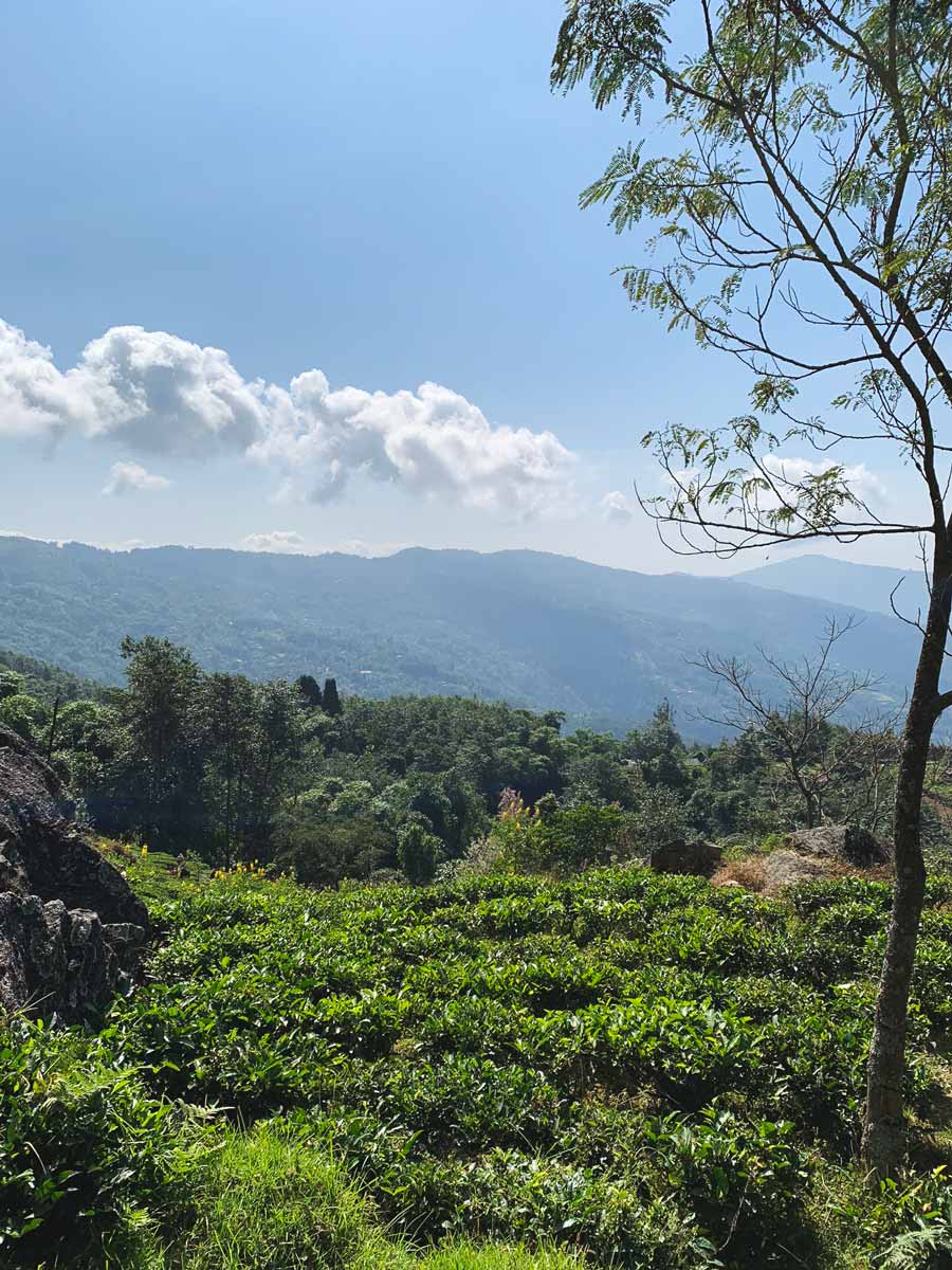 Farm Profile - the Jun Chiyabari Tea Garden | Rare Tea Company