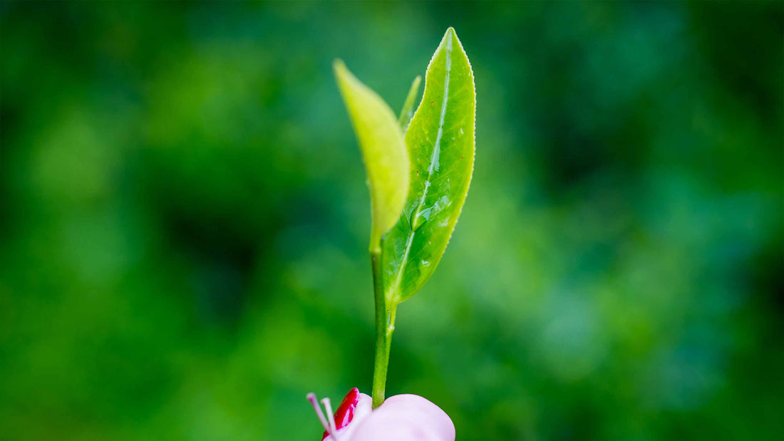 Farm Profile - the Jun Chiyabari Tea Garden | Rare Tea Company