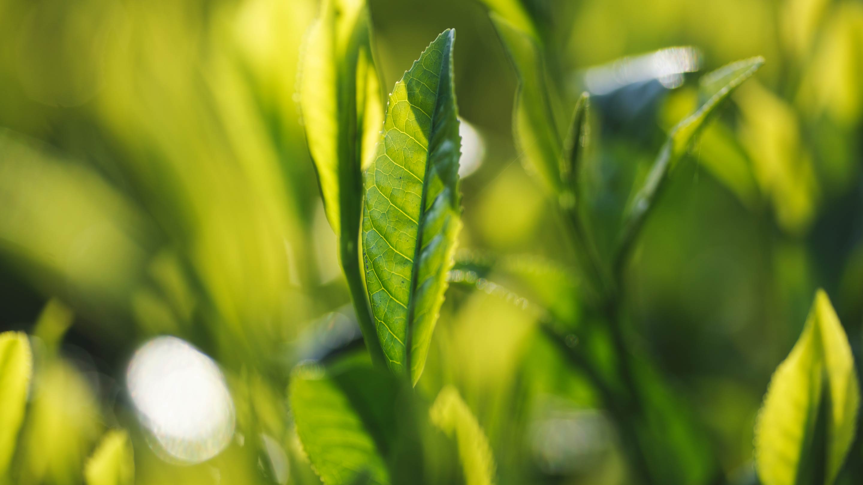 Japanese Ceremonial Matcha Powder | Rare Tea Company