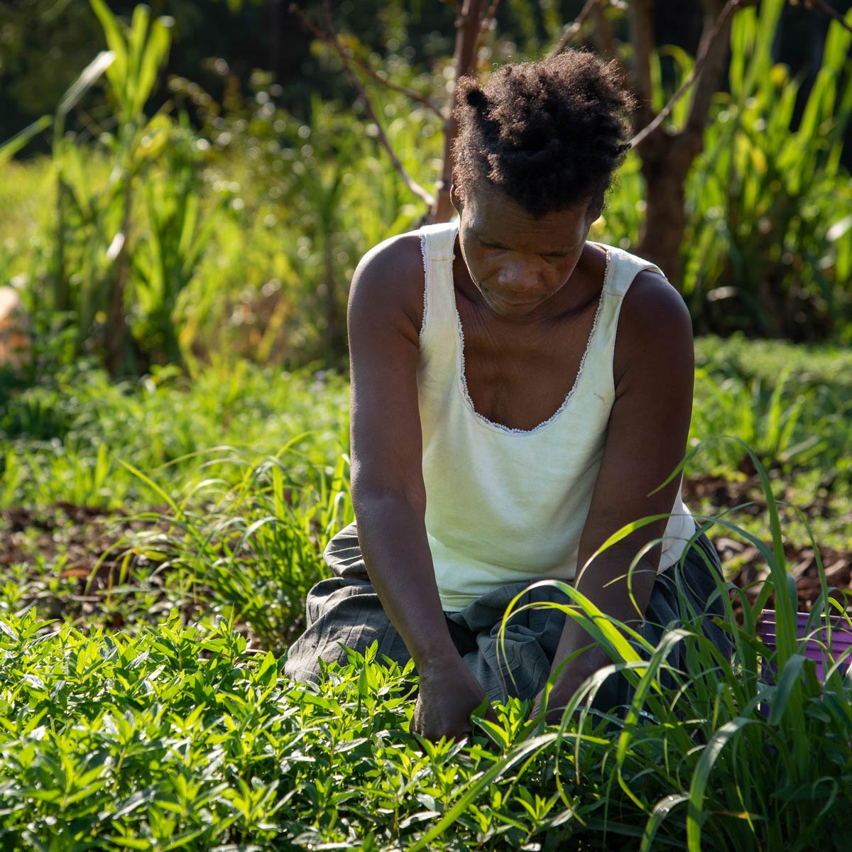 Farm Profile - the Satemwa Tea Estate | Rare Tea Company