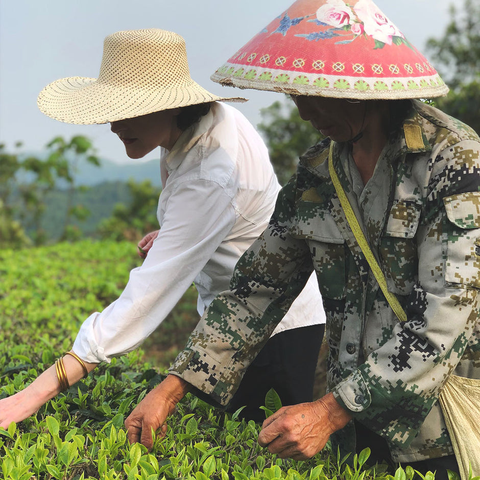 Rare Tea Company | Sustainable Loose Leaf Teas, Teaware and Gifts