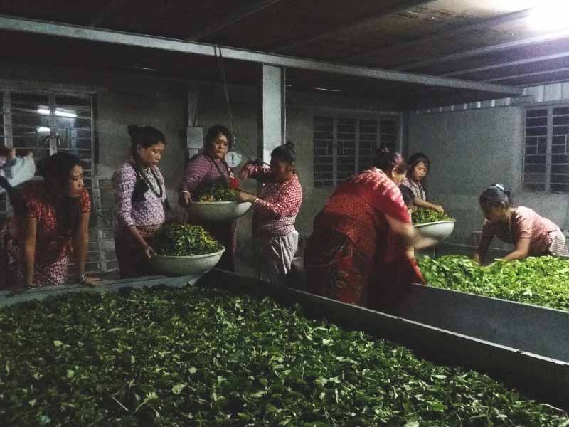 Darjeeling First Flush Tea | Rare Tea Company