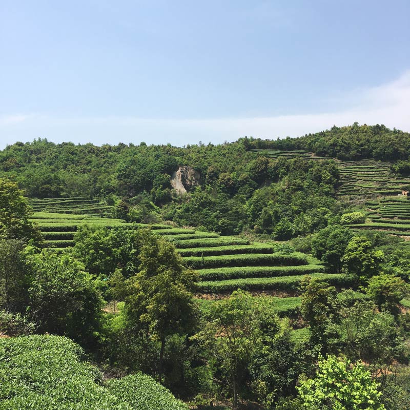 Chinese Emperor's Breakfast Loose Black Tea | rareteacompany.com