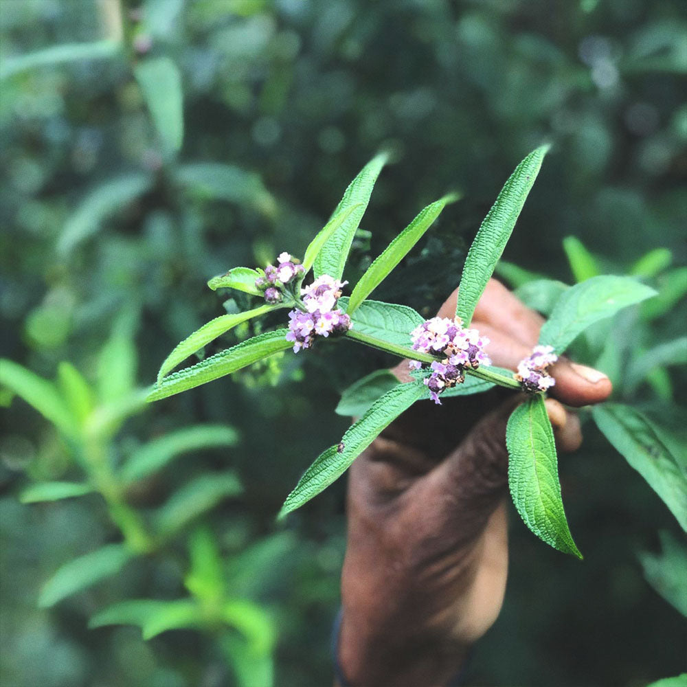 Ethiopian Koseret Herbal Tea | Rare Tea Company
