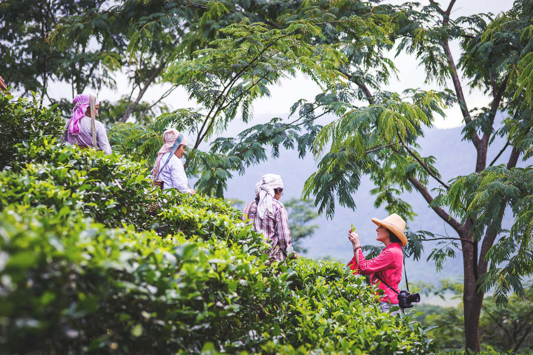 Rare Tea Company | Sustainable Loose Leaf Teas, Teaware and Gifts ...