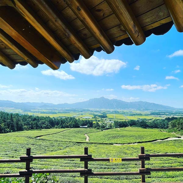 Korean Hwangcha Yellow Tea | Rare Tea Company