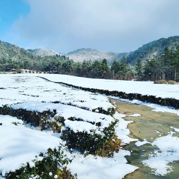 Korean Hwangcha Yellow Tea USA | Rare Tea Company