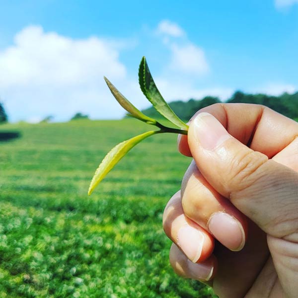 Korean Hwangcha Yellow Tea USA | Rare Tea Company