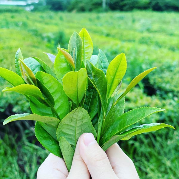 Korean Hwangcha Yellow Tea | Rare Tea Company