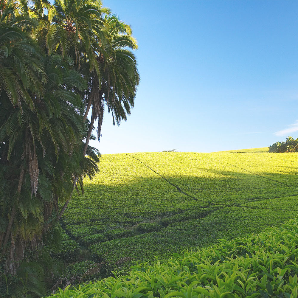 RAFA Tea for Heroes English Breakfast Loose Black Tea | Rare Tea Company