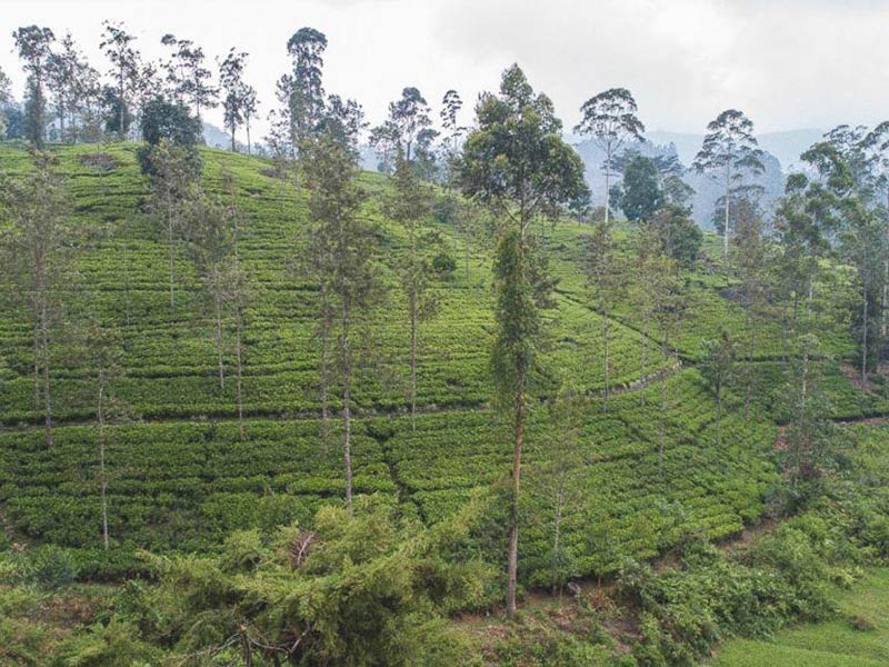 Sri Lankan Loose Leaf Black Tea | rareteacompany.com