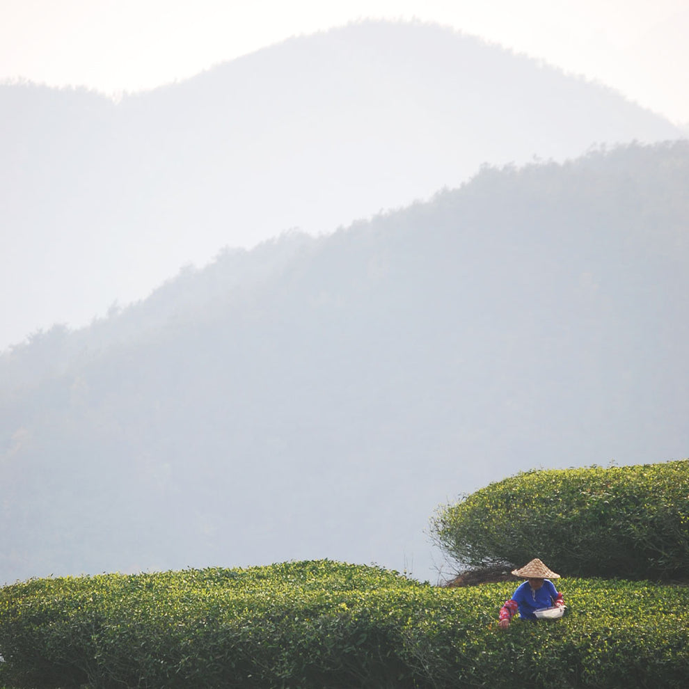 Silver Tip White Tea | Rare Tea Company