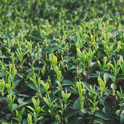 Silver Tip White Tea | Rare Tea Company