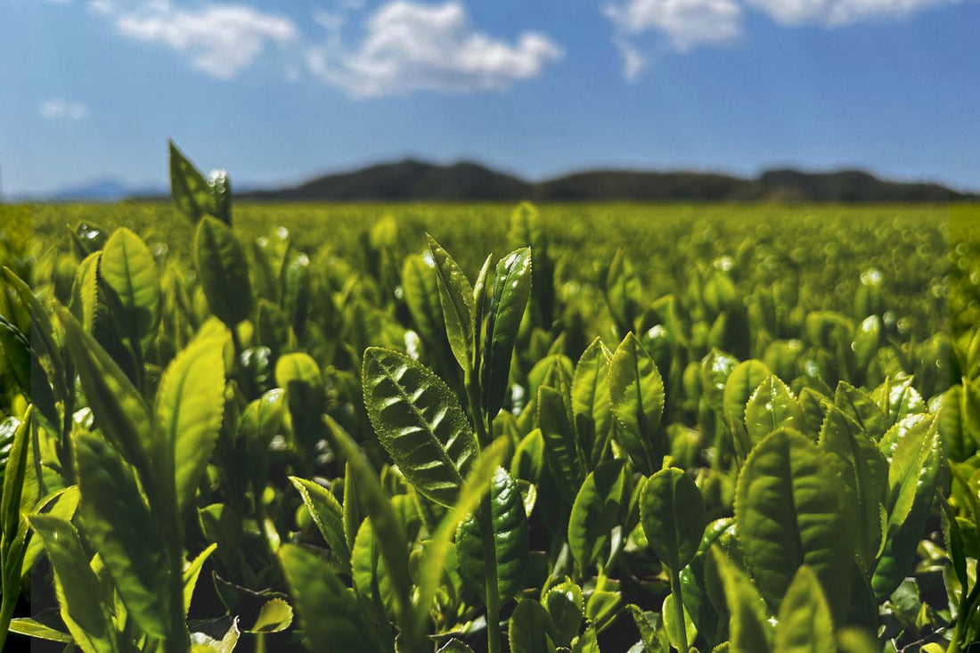 Japanese Hojicha Toasted Matcha | Powdered Green Tea | Rare Tea Company