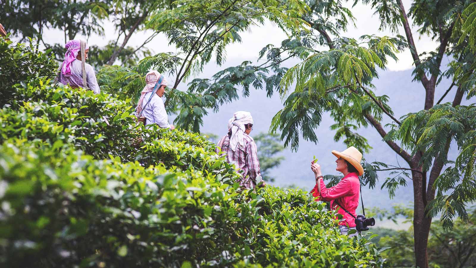 Rare Tea Company | Sustainable Loose Leaf Teas, Teaware and Gifts ...