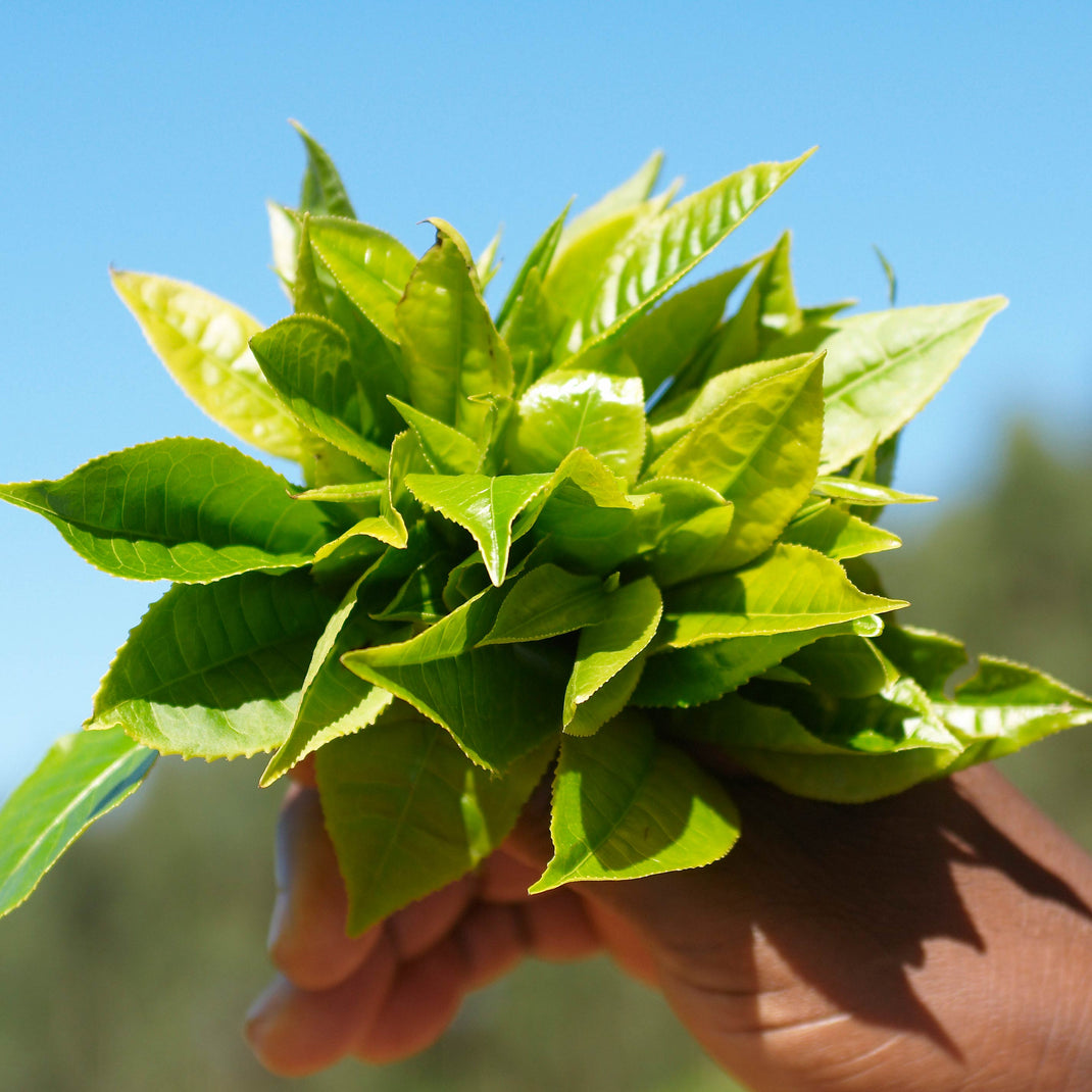 Speedy Breakfast Loose Black Tea | Rare Tea Company