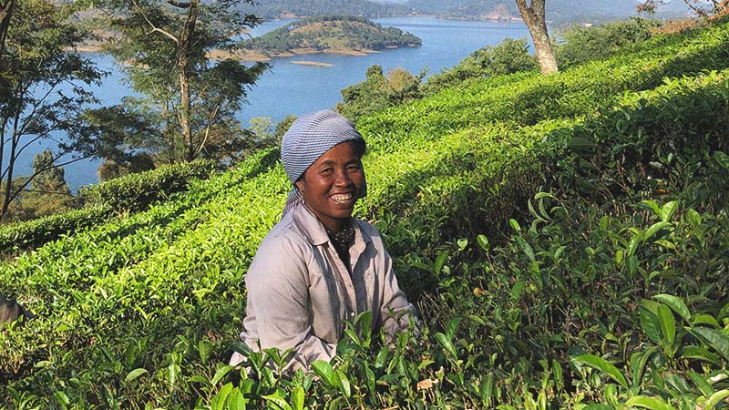 RAFA Tea for Heroes English Breakfast Loose Black Tea | rareteacompany.com